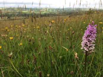 Ipstones Edge | Staffordshire Wildlife Trust