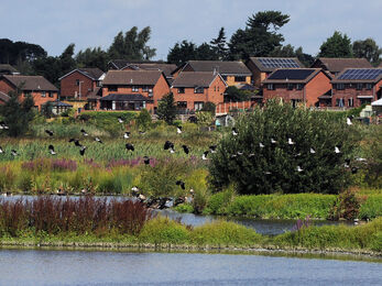 Doxey Marshes | Staffordshire Wildlife Trust