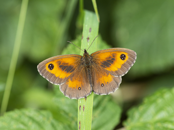 Transforming the Trent Valley | Staffordshire Wildlife Trust