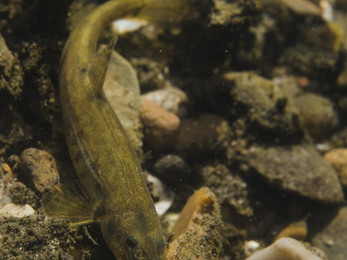 Leapers & Stone-suckers | Staffordshire Wildlife Trust