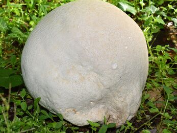Death caps and dead man’s fingers… fungi for a Happy Halloween ...
