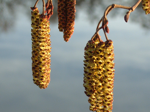 Croxall Lakes | Staffordshire Wildlife Trust