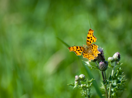 Croxall Lakes | Staffordshire Wildlife Trust