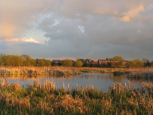 Doxey Marshes | Staffordshire Wildlife Trust