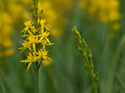 Ipstones Edge | Staffordshire Wildlife Trust