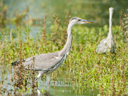 Croxall Lakes | Staffordshire Wildlife Trust