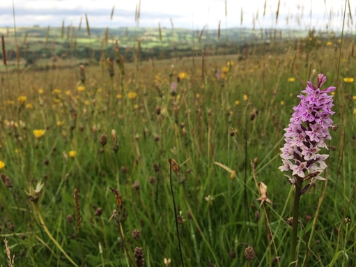 Ipstones Edge | Staffordshire Wildlife Trust