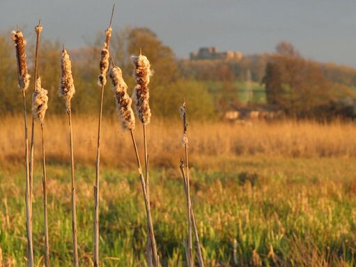 Doxey Marshes | Staffordshire Wildlife Trust
