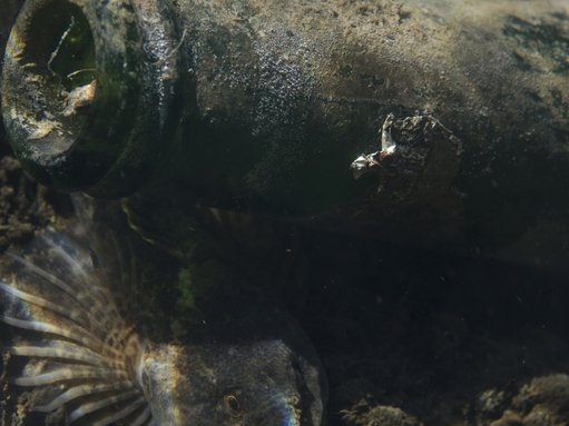 Leapers & Stone-suckers | Staffordshire Wildlife Trust