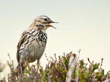The Roaches | Staffordshire Wildlife Trust
