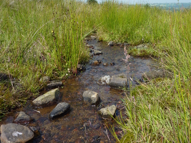 Ipstones Edge | Staffordshire Wildlife Trust