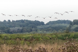 Events | Staffordshire Wildlife Trust