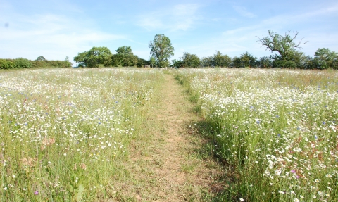 Our must See Nature Reserves | Staffordshire Wildlife Trust