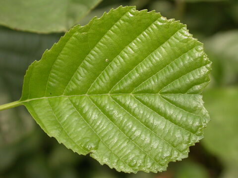 Alder | Staffordshire Wildlife Trust