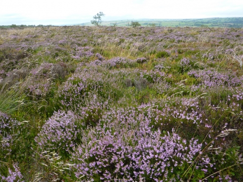 Ipstones Edge | Staffordshire Wildlife Trust