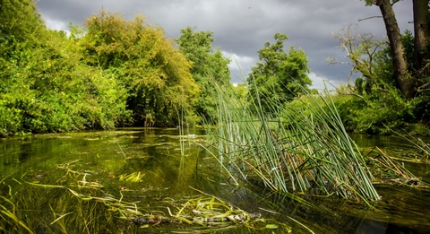 Leapers & Stone-suckers | Staffordshire Wildlife Trust