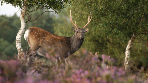 Sika deer | Staffordshire Wildlife Trust