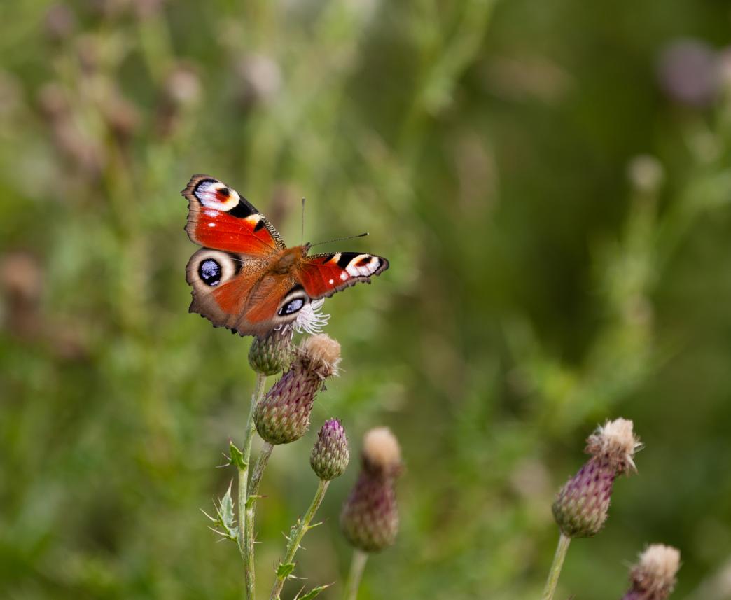 Weag's Barn | Staffordshire Wildlife Trust