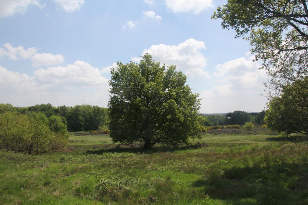 Highgate Common | Staffordshire Wildlife Trust