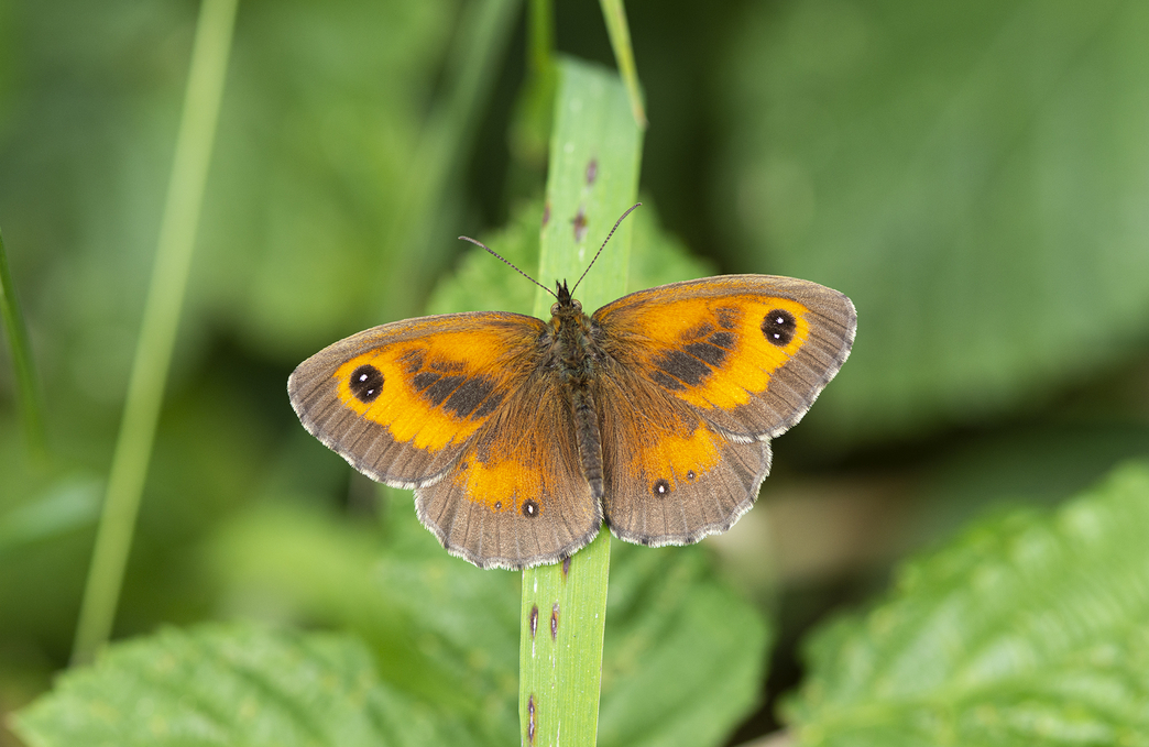 Transforming the Trent Valley | Staffordshire Wildlife Trust