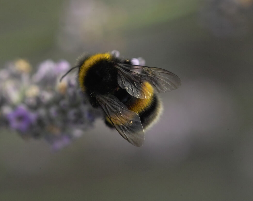 How to identify bumblebees | Staffordshire Wildlife Trust