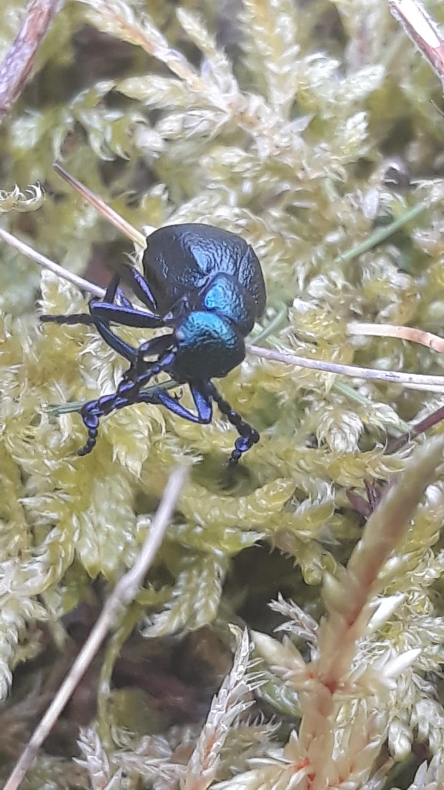 Earliest sighting of BOB, rare Black Oil Beetle on Staffordshire nature ...
