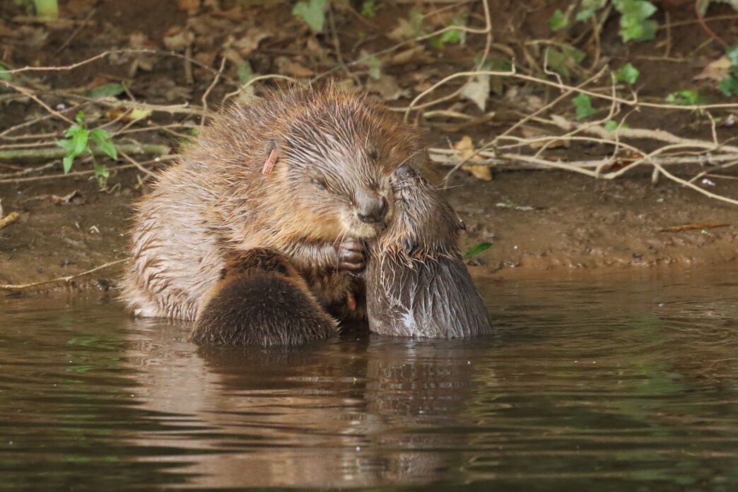 Wild Beavers Set to Return to Staffordshire - Bringing Benefits for ...