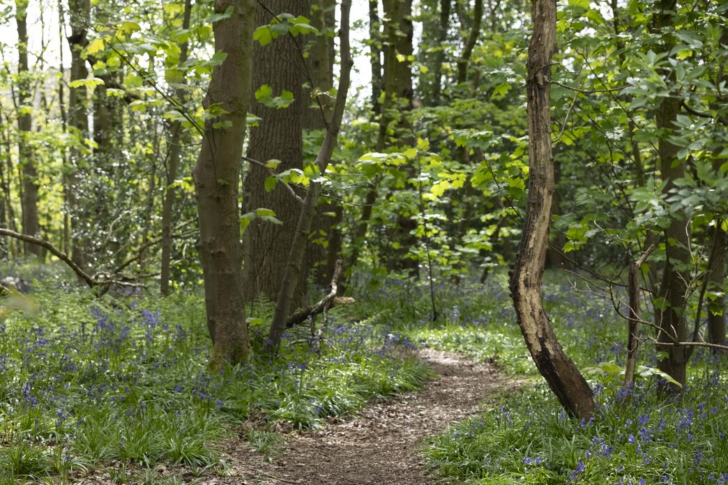 New project to restore and improve popular Staffordshire woodland ...