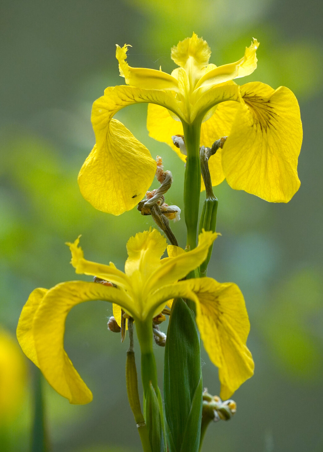 Hales Hall Pool | Staffordshire Wildlife Trust
