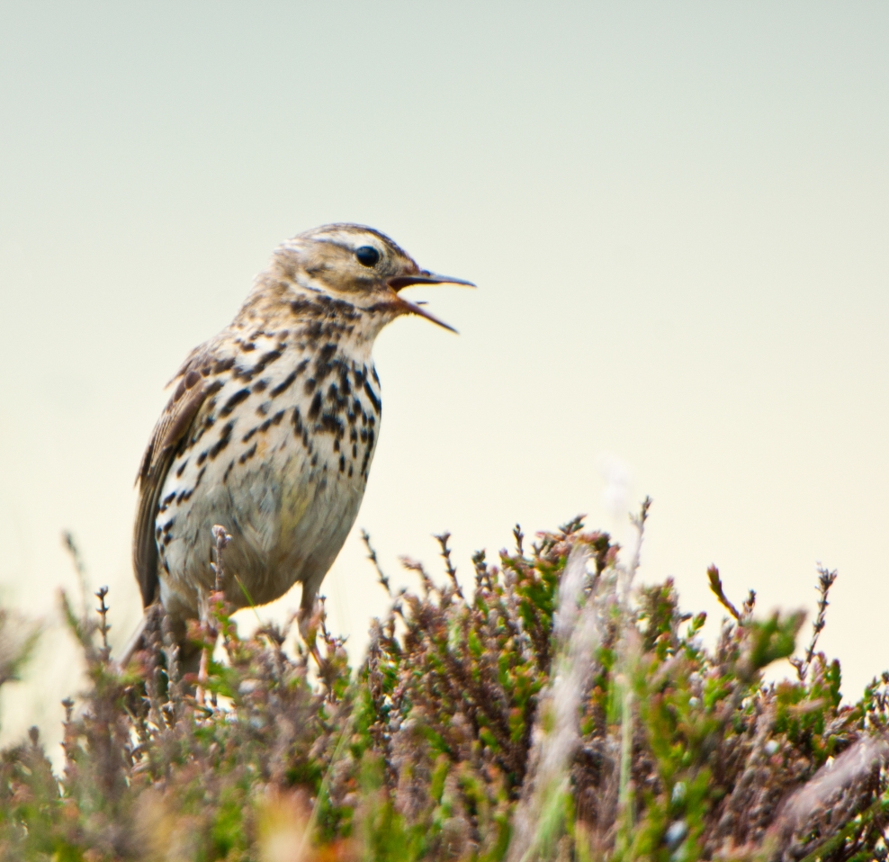 The Roaches | Staffordshire Wildlife Trust