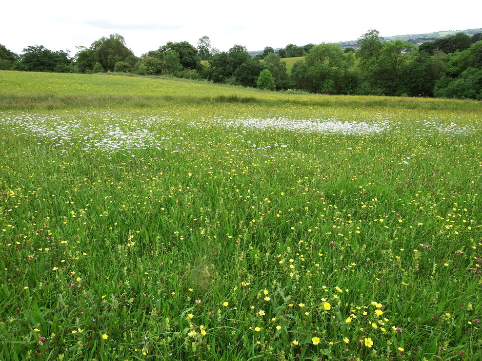 New audit reveals success of The King’s vision for wildflower meadows ...