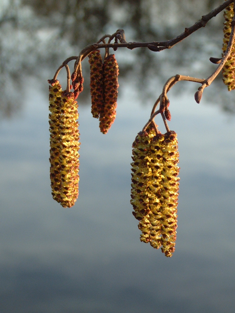 Croxall Lakes | Staffordshire Wildlife Trust