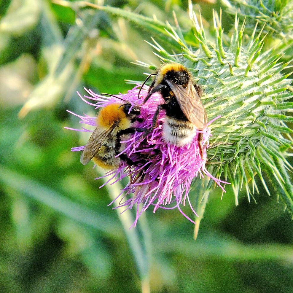 Radford Meadows | Staffordshire Wildlife Trust