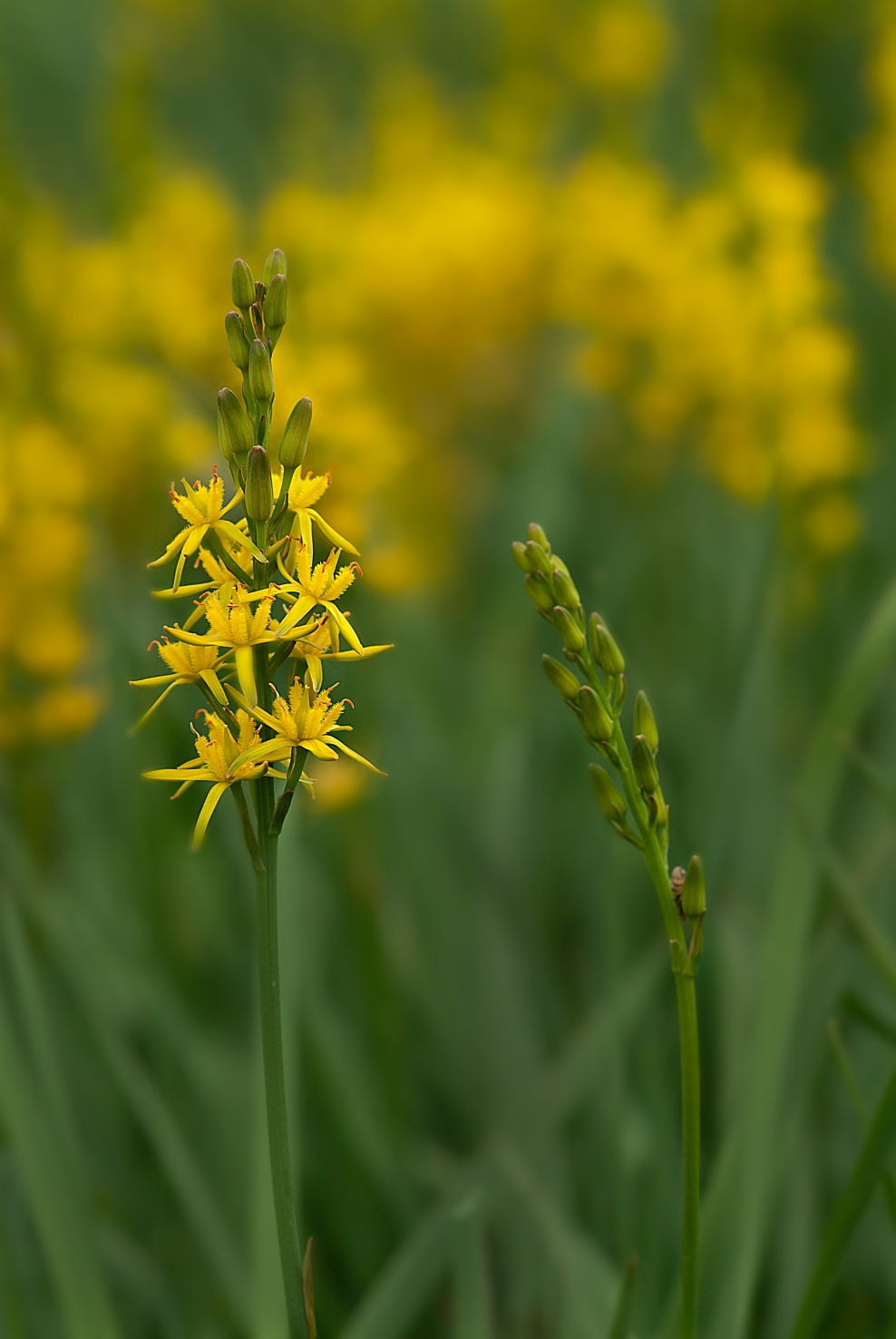 Ipstones Edge | Staffordshire Wildlife Trust