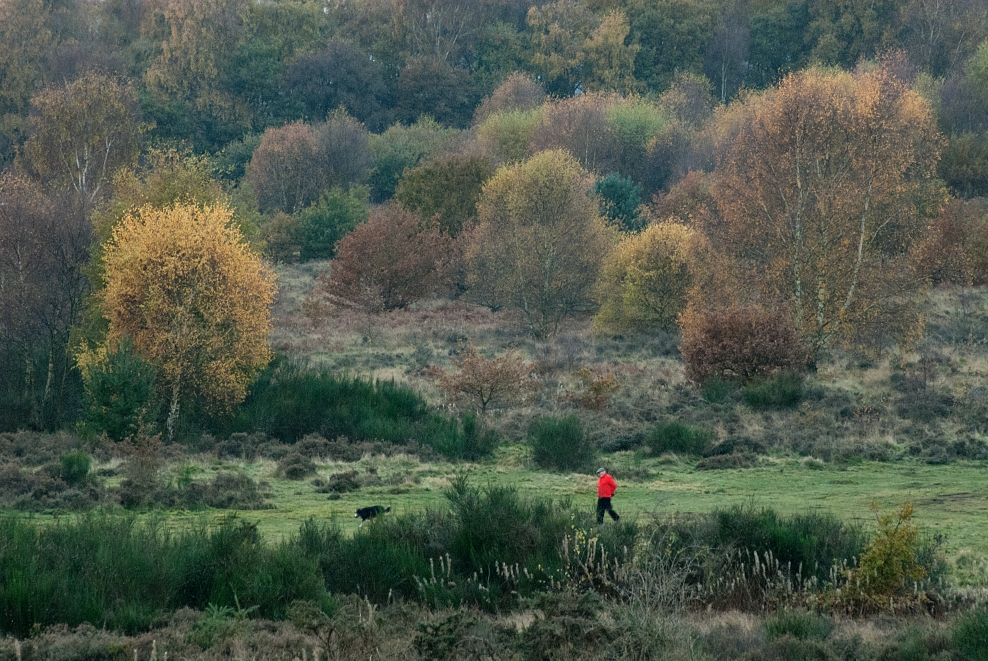 Highgate Common | Staffordshire Wildlife Trust