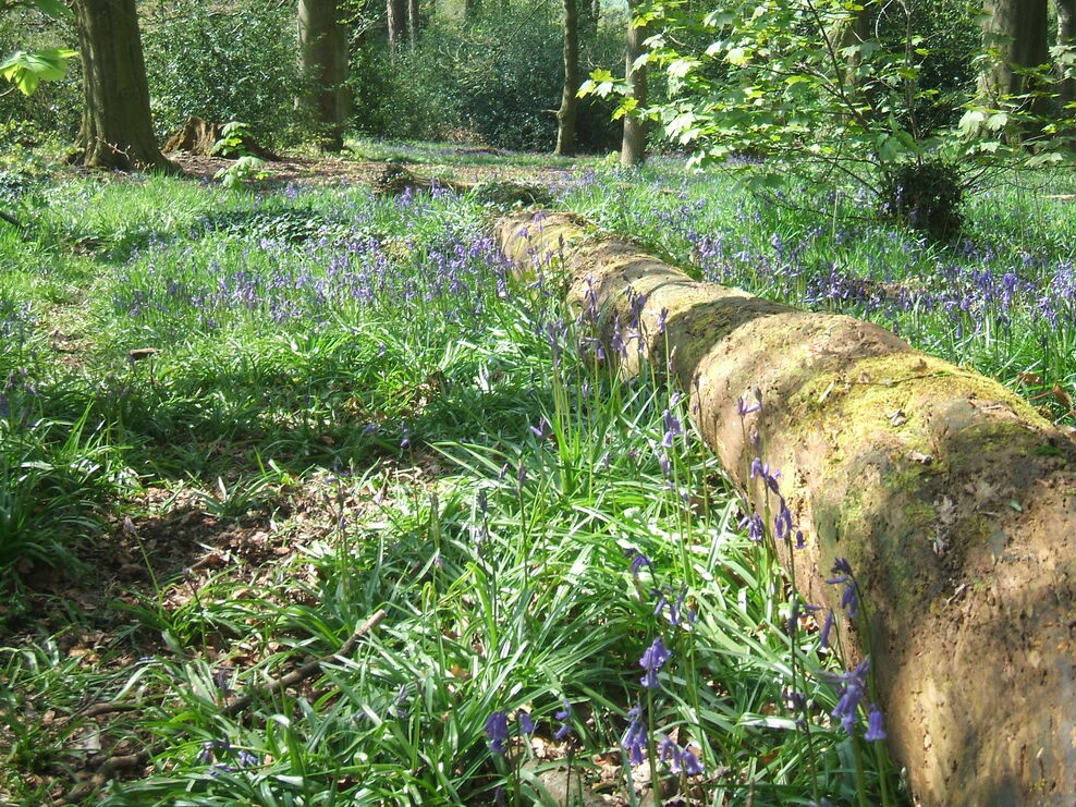 Biddulph Grange Country Park | Staffordshire Wildlife Trust