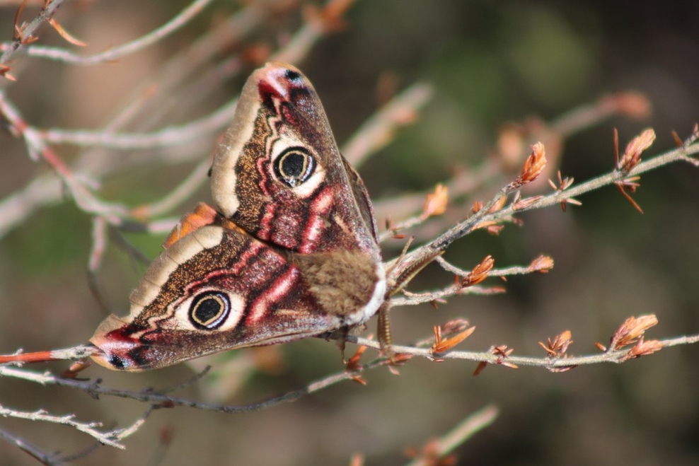 Heavenly heathlands and why they’re habitat heroes | Staffordshire ...