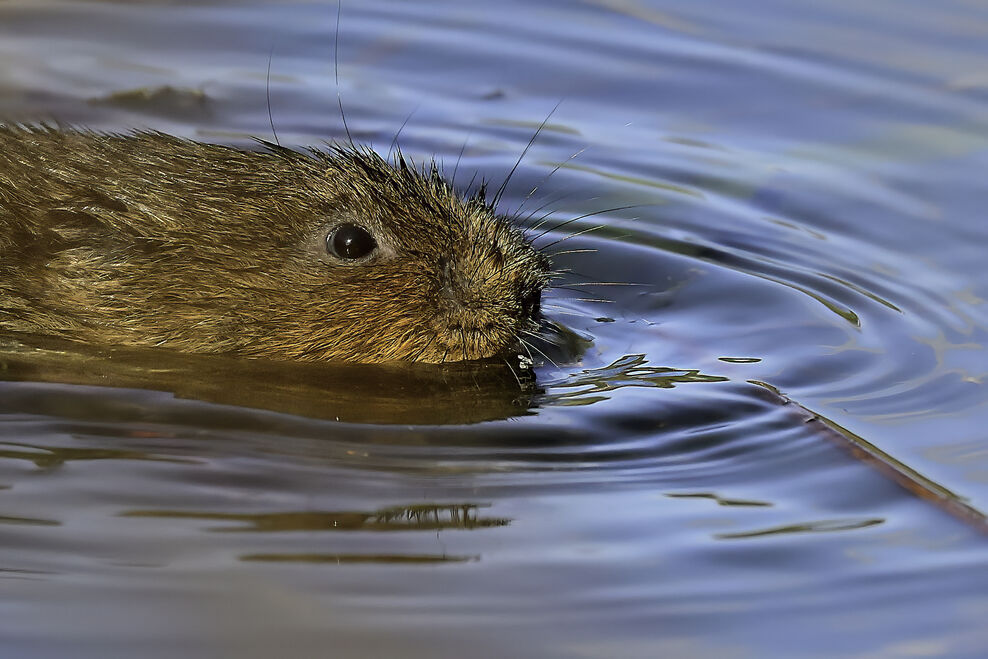 Liquid Assets: What wildlife can you see at wetlands? | Staffordshire ...