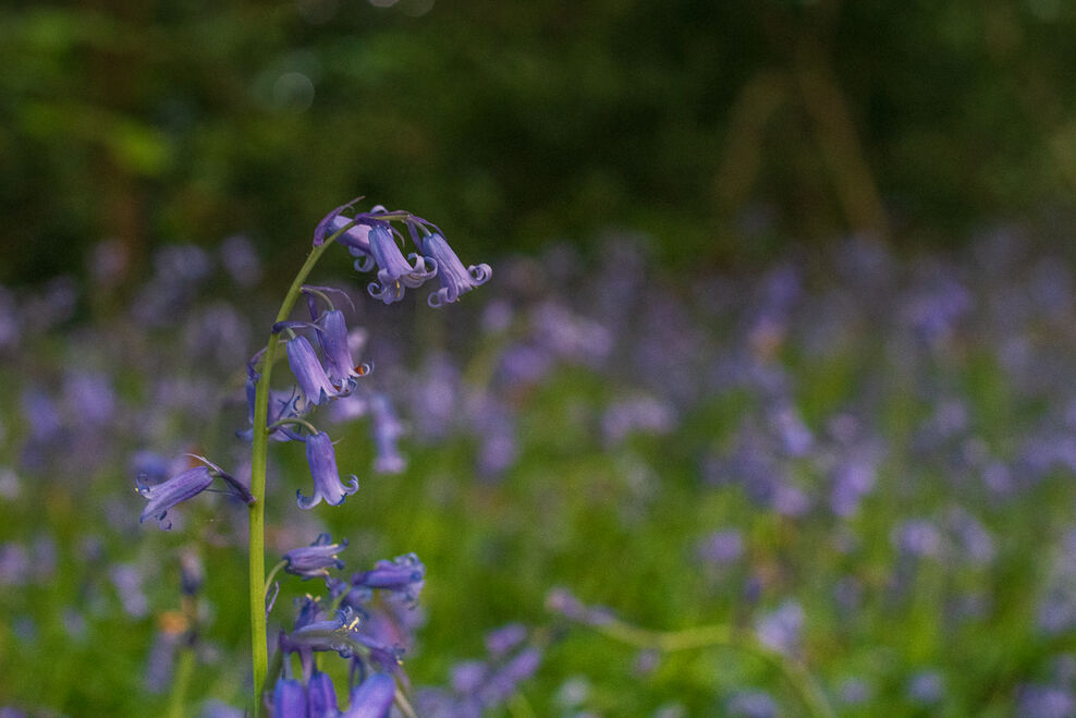 Brankley Pastures | Staffordshire Wildlife Trust