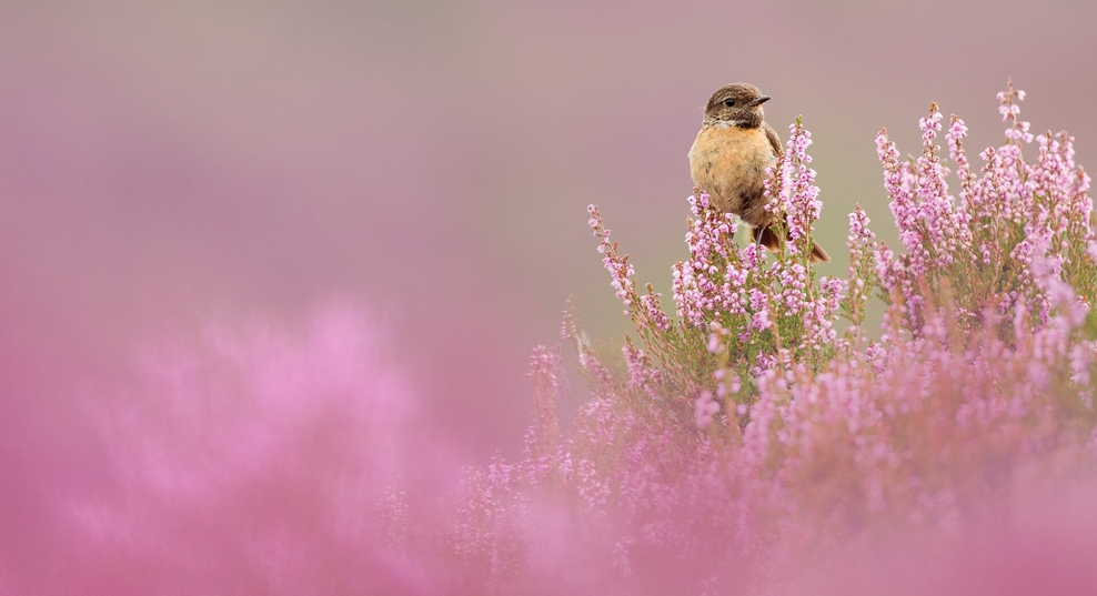 Volunteers wanted to help restore rare habitat and bring wildlife back ...