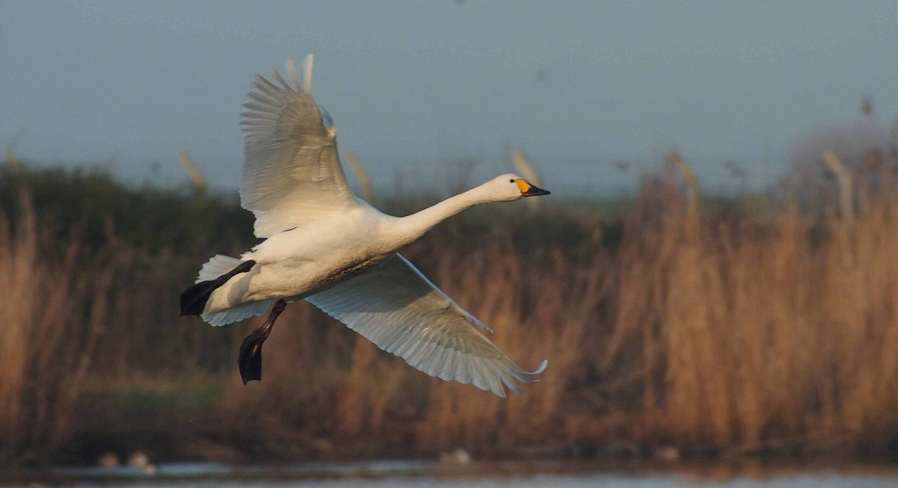 Staffordshire in Winter | Staffordshire Wildlife Trust
