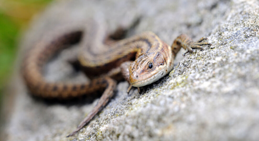 Volunteers wanted to help restore rare habitat and bring wildlife back ...