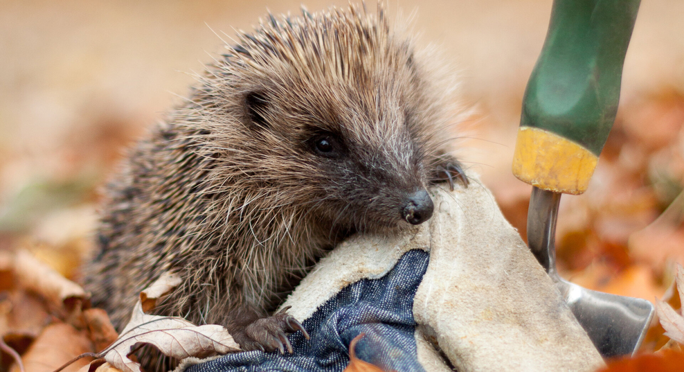 Staffordshire in Winter | Staffordshire Wildlife Trust