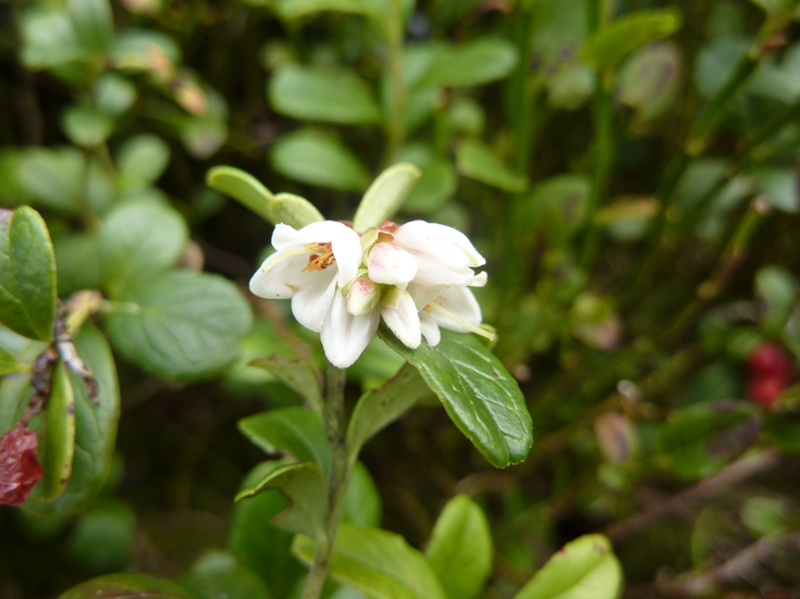 Ipstones Edge | Staffordshire Wildlife Trust