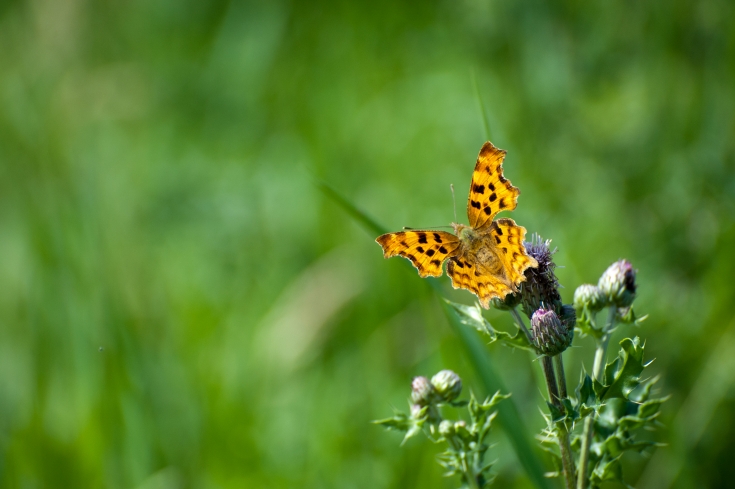 Croxall Lakes | Staffordshire Wildlife Trust