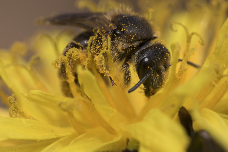 Grow Don't Mow | Staffordshire Wildlife Trust