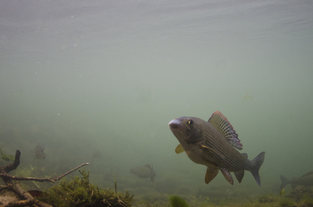 Leapers & Stone-suckers | Staffordshire Wildlife Trust