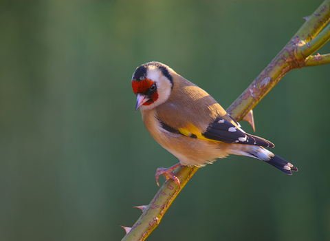 Thank you for your support - beaver appeal | Staffordshire Wildlife Trust