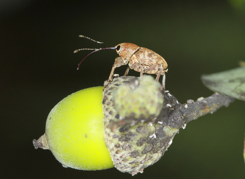Acorn weevil | Staffordshire Wildlife Trust